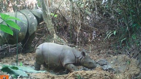 To Help Beleaguered Javan Rhinos Study Calls For Tree Felling Captive Breeding Focusing On