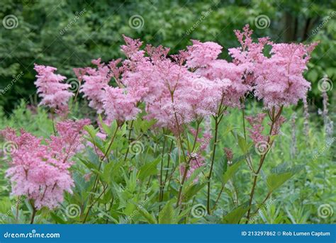 Queen Of The Prairie Filipendula Rubra Venusta Magnifica Flowering
