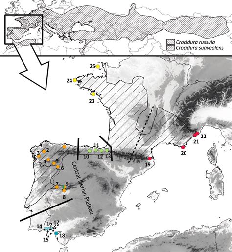 Distribution Of Clade Iv Of The Crocidura Suaveolens Group In Western Download Scientific