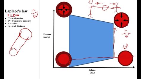 LaPlace S Law YouTube