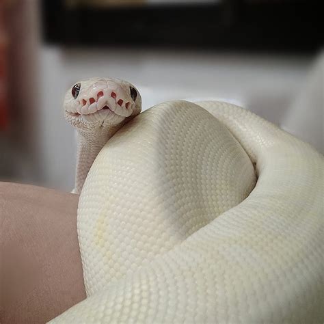 Just Look At This Adorable Snoot🥰 Her Name Is Adara And She Belongs To