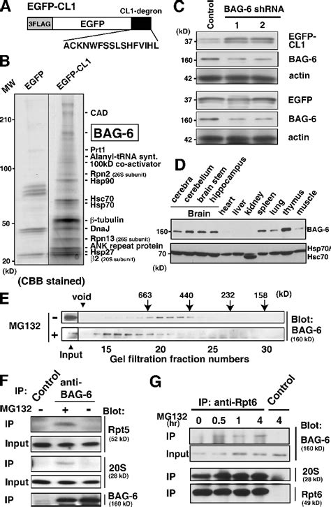 Bag 6 Is Essential For Cl1 Degron Dependent Proteasomal Degradation