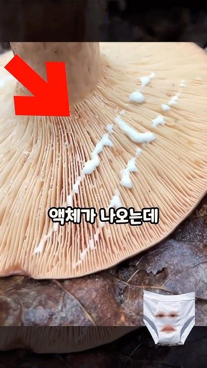 버섯에서 나오는 하얀 액체의 정체 Youtube