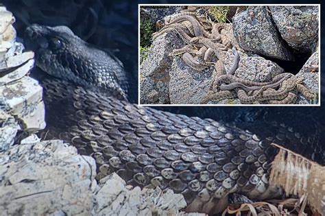 10 Foot Python Surprises Shoppers At Australian Supermarket