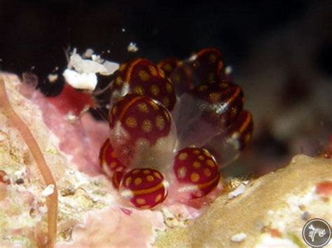Cyerce Kikutarobabai Hamatani 1976 Nudi Pixel