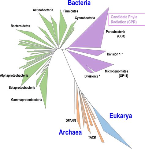 position of cpr bacteria on the tree of life phylogenetic