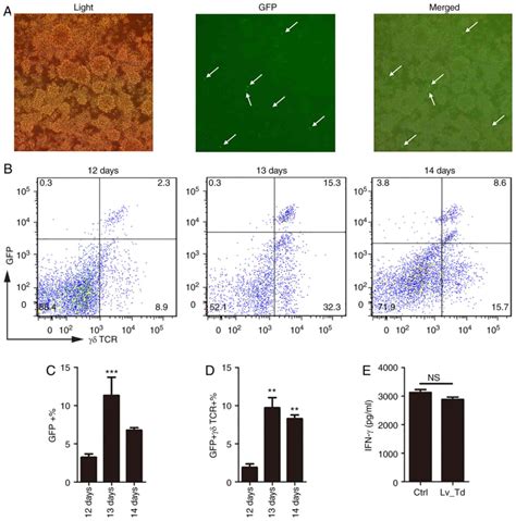 Optimized Protocols For γδ T Cell Expansion And Lentiviral Transduction