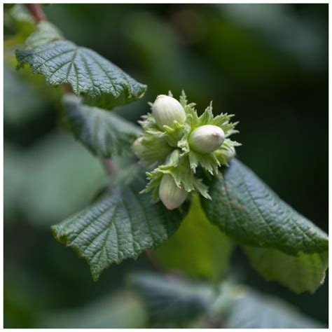 100 Hazel Plants 40 60cm Flowering Edible Nut Hedge Wildlife Friendly