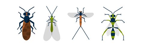 Soprano Pipistrelle Bats Research And Training