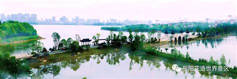 春意枝头闹，花语世界让您宅家云赏花 南湖要闻 新湖南
