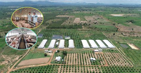 ក្រុមហ៊ុន ស៊ីភី ខេមបូឌា កំពុងពង្រីកអាជីវកម្មការចិញ្ចឹមសត្វបន្ថែមនៅក្នុងប្រទេសកម្ពុជា