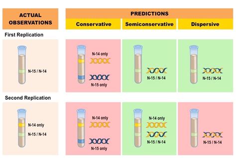 Semiconservative Replication Test Tube