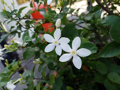 White Flower Free Photo On Pixabay Pixabay