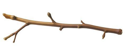 Tree Branch Stick PNGs For Free Download