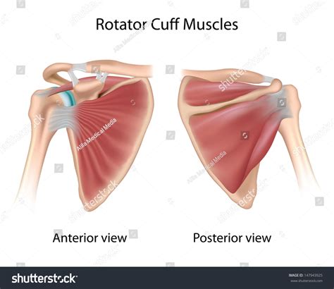 Diagram Rotator Cuff Diagram To Label Mydiagramonline