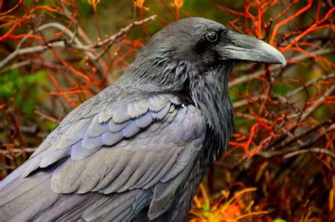 1000 Free Raven And Crow Images Pixabay