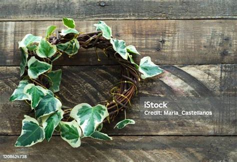 어두운 나무 배경에 담쟁이 덩굴과 소박한 나무 왕관 오른쪽에 있는 공간을 복사합니다 축 하 개념입니다 0명에 대한 스톡 사진 및 기타 이미지 Istock