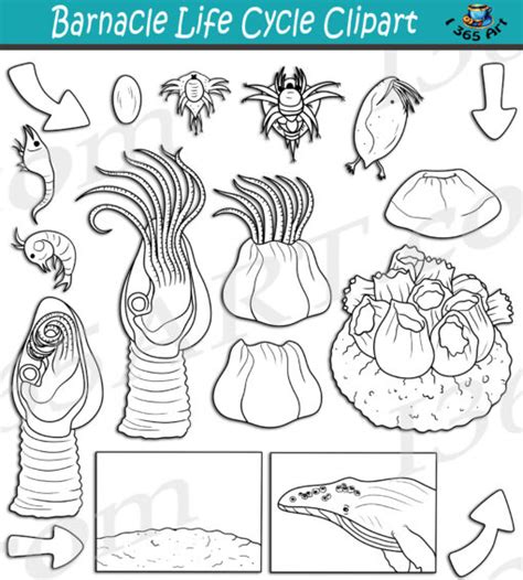 Barnacle Life Cycle Clipart Set Download Clipart 4 School