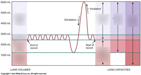 Spirometer Graph Explained At Santiago Vanmatre Blog