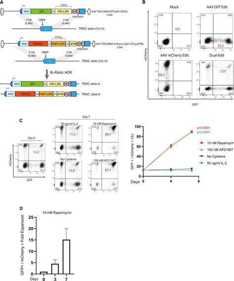 Dual Locus Dual Hdr Editing Permits Efficient Generation Of Antigen Specific Regulatory T Cells