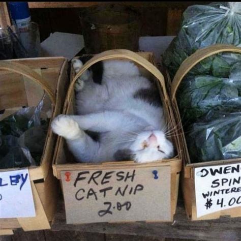 The Best Catnip Memes Memedroid