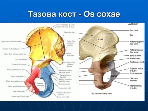Ppt Кости и стави на долен крайник Powerpoint Presentation Id 2889075
