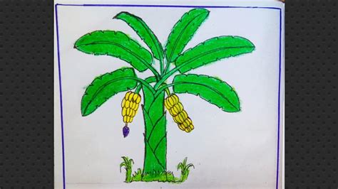 Banana Tree Drawing How To Draw Banana Tree YouTube