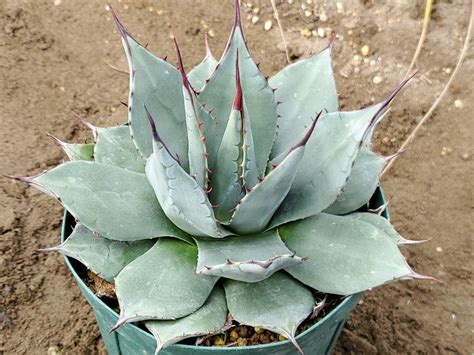 【目立った傷や汚れなし】アガベ アプラナータ 抜き苗発送 実生 Agave Applanataの落札情報詳細 ヤフオク落札価格検索 オークフリー