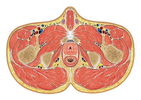Muscles Of Pelvis Floor Cross Section IPhone Case By Science Photo Library Science Photo