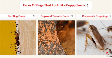 13 Bugs That Look Like Black Sesame Seeds Full Guide Bugstips