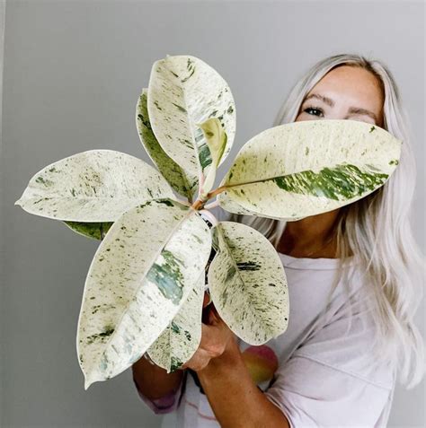 Ficus Elastica Shivereana The Ultimate Houseplant Wishlist