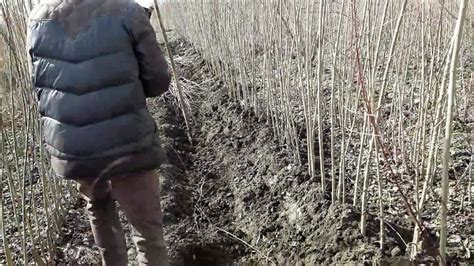 گوجه سبز برغانی