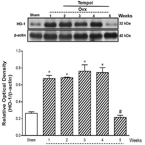Effects Of Administration With Tempol On Heme Oxygenase 1 Protein Download Scientific Diagram