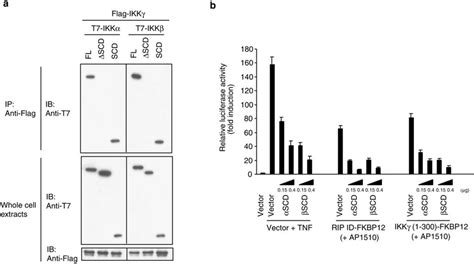 Ikk And Ikk Are Recruited To The Ikk Complex Via Their Scds A The Scd Download Scientific