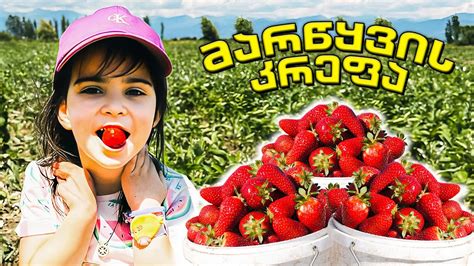 ვინ შეჭამა მეტი მარწყვი ოჯახური კრეფვა 🍓 Youtube