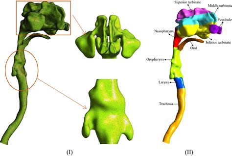 Segmentation And Meshing Of The Present Computational Model A Mesh