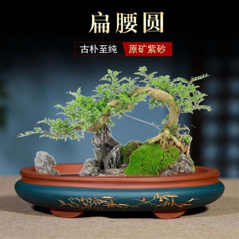 圆盆适合种什么盆景 浅盆适合种什么盆景 浅盆适合栽什么盆景 第8页 大山谷图库