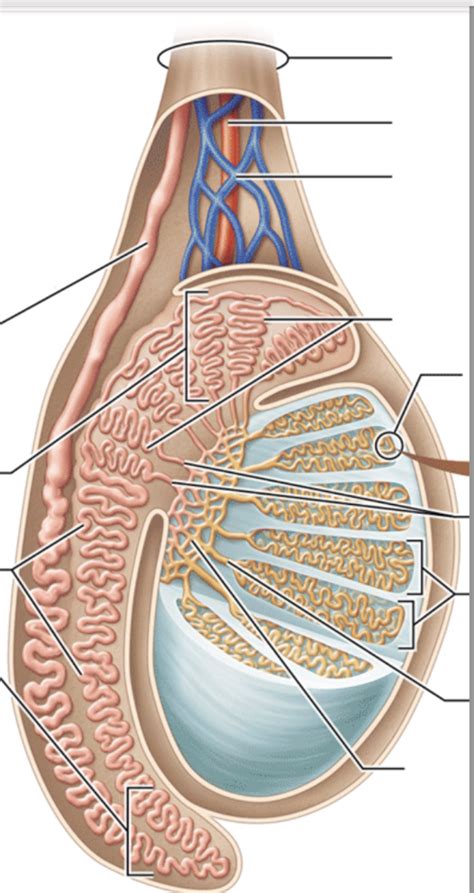Testicular Anatomy Picture Diagram Quizlet