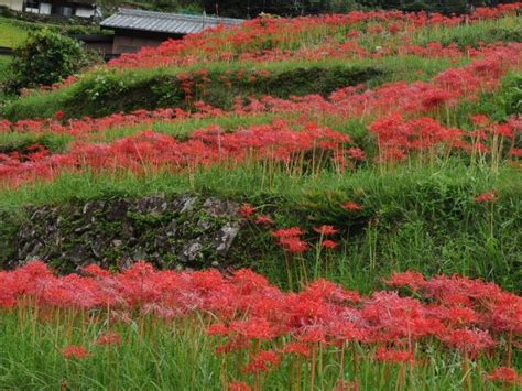 熊野市丸山千枚田ヒガンバナ ② 五月亭日記