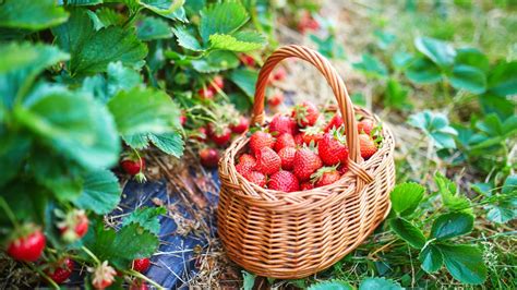 Best Strawberry Varieties 5 Best Strawberry Varieties Types Of