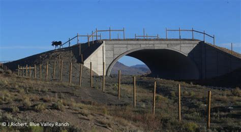 Wildlife Crossings On Co State Highway 9 Colorado Virtual Library