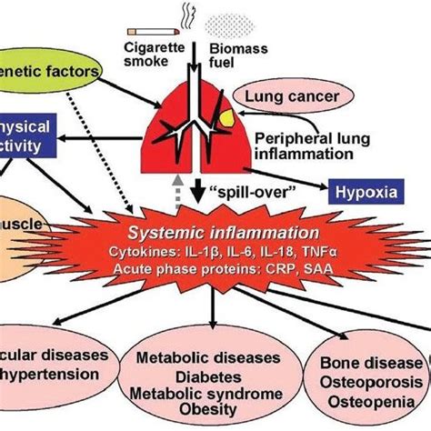 Systemic Manifestations Of Copd Download Scientific Diagram