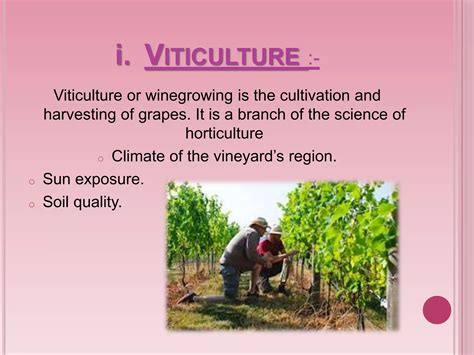 Wine Production And Its Applications Pptx