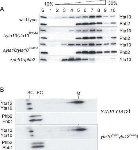 Glycerol Gradient Sedimentation And Bn Sds Page Analyses Of Cells