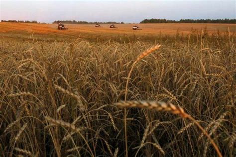 Экспортные цены на российскую пшеницу продолжают расти вслед за мировыми АГРАРИЙ