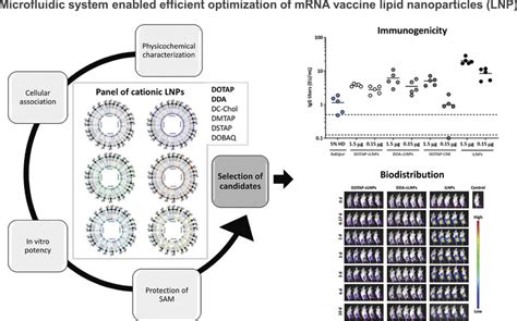 High Content Screening Of Mrna Vaccine Lipid Nanoparticles Lnp Download Scientific Diagram