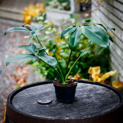 Philodendron Dino Feet 12 Cm Klorofyllverket Gröna Växter Online