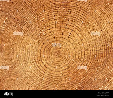 Tree Trunk Cross Section Tree Rings Stock Photo Alamy