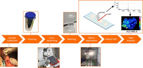 General Maldi Msi Workflow Applied To Fracture Hematoma Analysis The Download Scientific