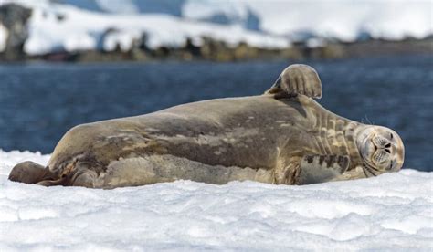 Evolution Of Swimming Styles In Seals Polar Journal
